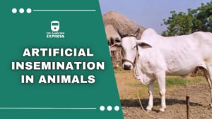 Artificial Insemination In Cattle : Everything You Need To Know About ...