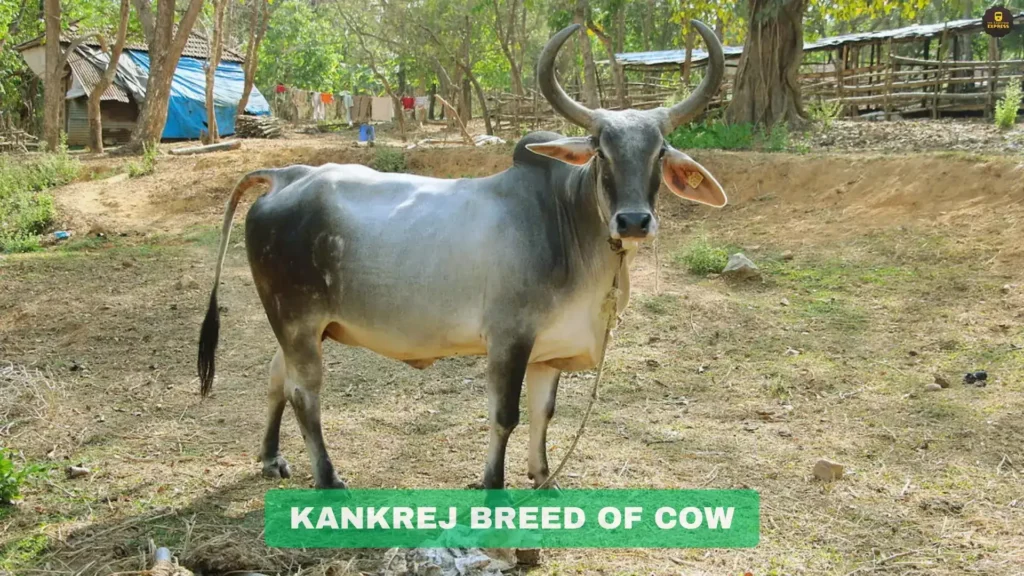 Top 10 Indigenous Cow Breeds In India: Best Indian Cow Breeds For Milk ...