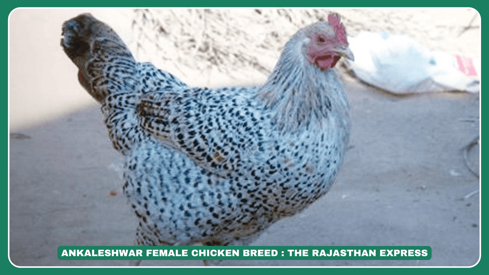 Ankaleshwar Chicken Breed: Dual-Purpose Poultry From Gujarat | Poultry ...