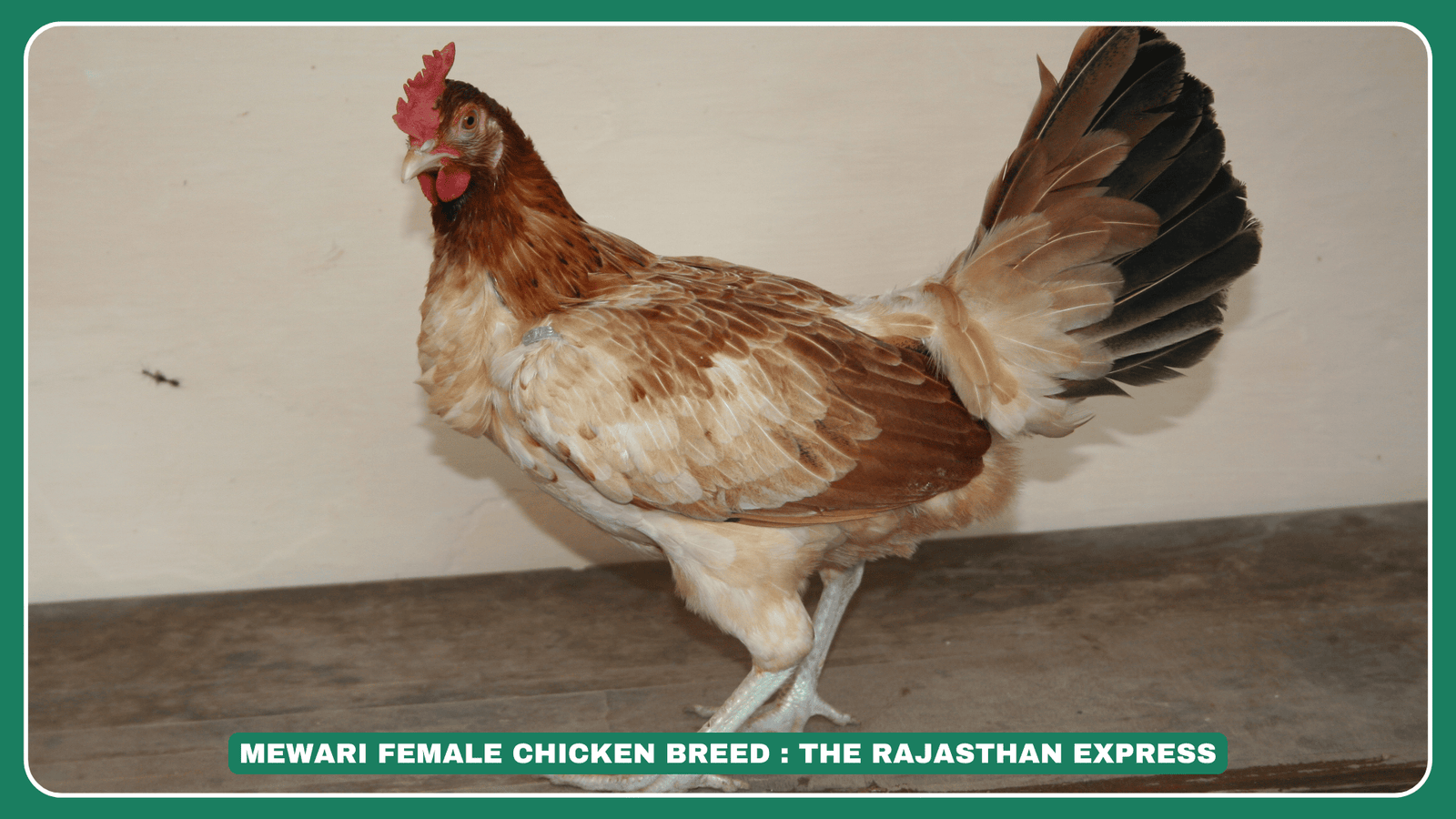 Mewari Chicken Breed: Dual-Purpose Poultry From Rajasthan | Poultry ...