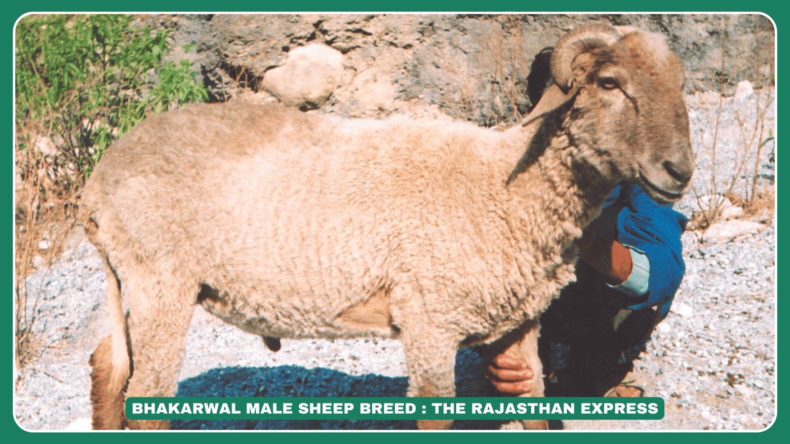 "Bhakarwal Sheep Breed: Characteristics, Wool Quality & Grazing Habits ...