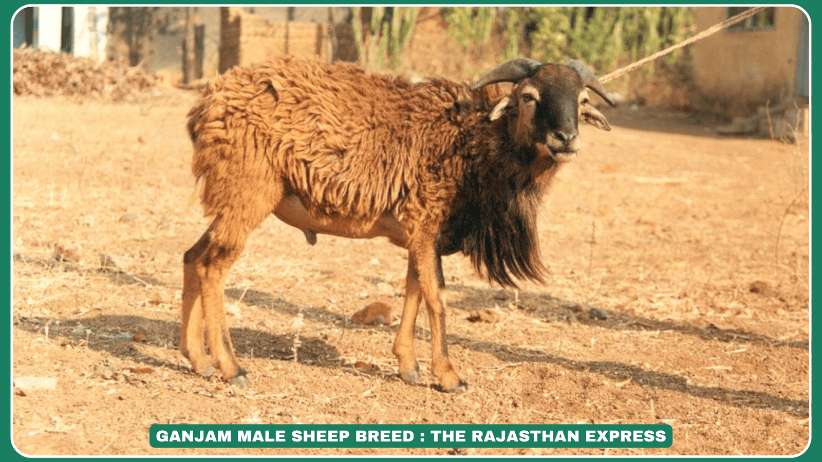 Ganjam Sheep Breed Of Odisha – Characteristics, Origin & Meat ...