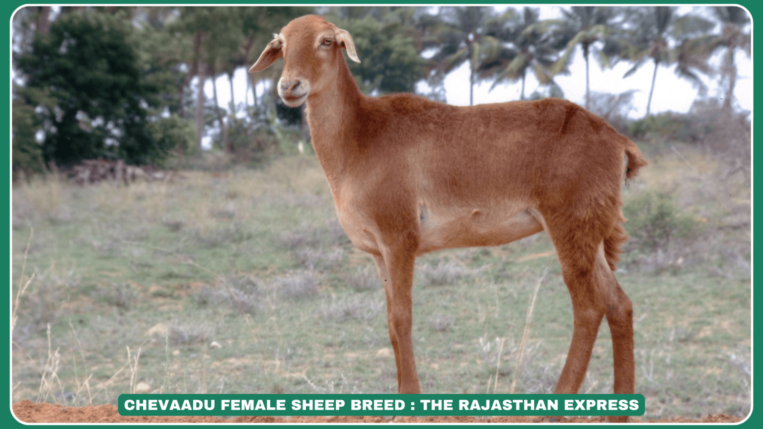 Chevaadu Sheep Breed – Native Tamil Nadu Meat Sheep | The Rajasthan Express