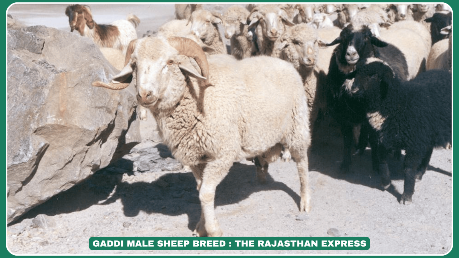 Gaddi Sheep Breed: Characteristics, Uses & Distribution | The Rajasthan ...