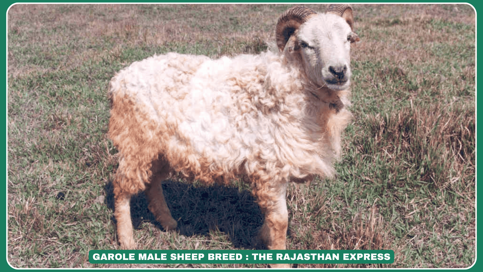 Garole Sheep: Prolific Microsheep Of Sundarbans | Breed Profile ...